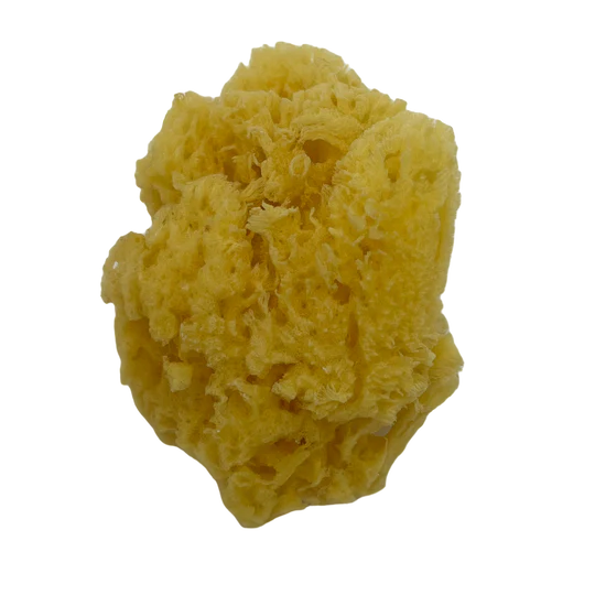 Esponja De Mar Al Agua